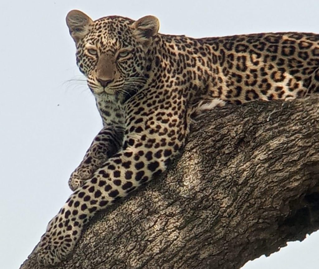 Cheetah vs. Leopard: The Spotted Spectacles of East Africa's Wildlands ...