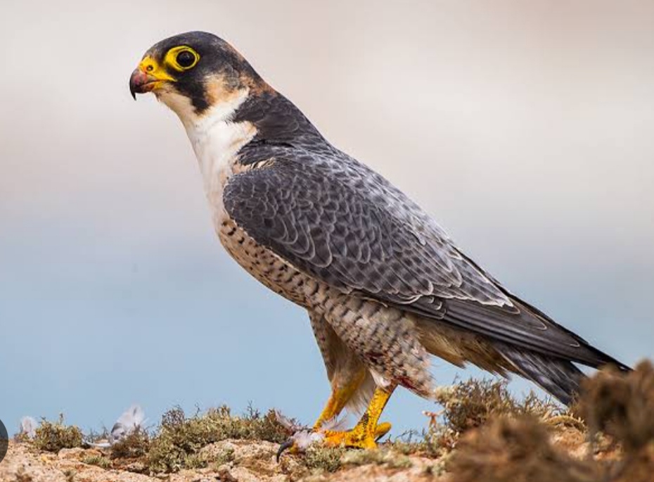 Sky Masters: The Alluring World of East African Falcons