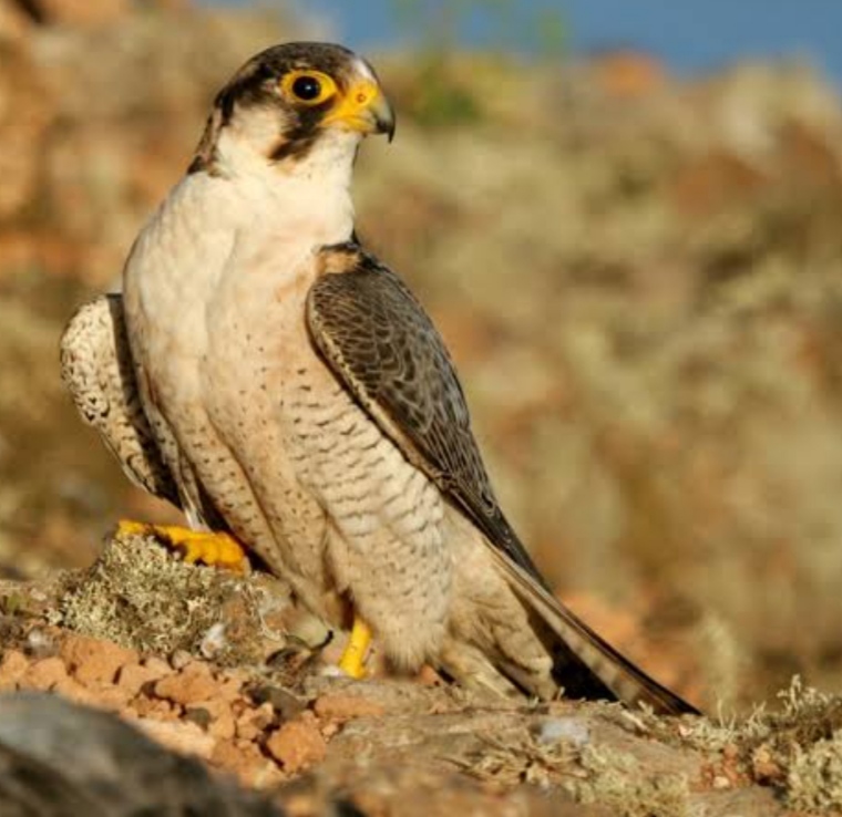 Sky Masters: The Alluring World of East African Falcons