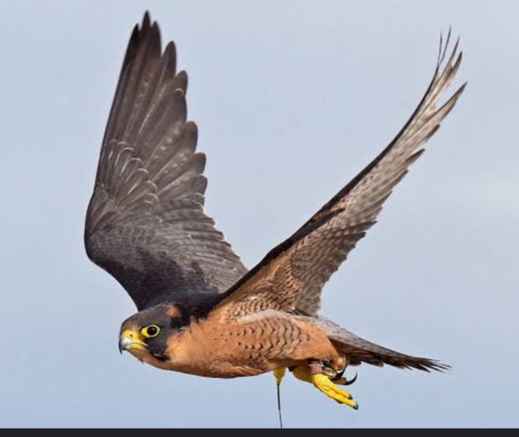 Sky Masters: The Alluring World of East African Falcons