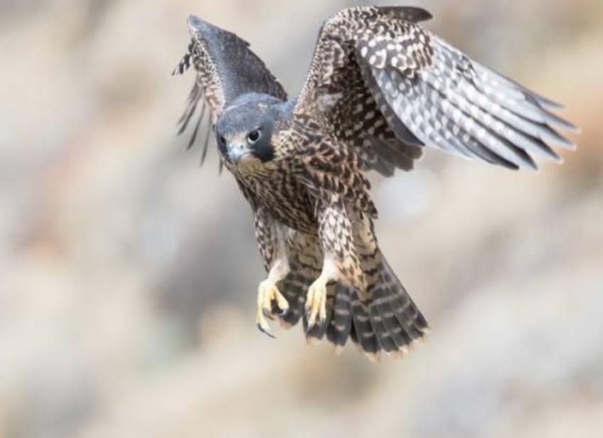 Sky Masters: The Alluring World of East African Falcons