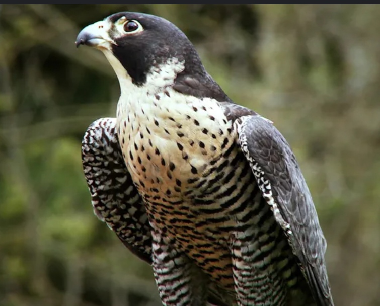 Sky Masters: The Alluring World of East African Falcons