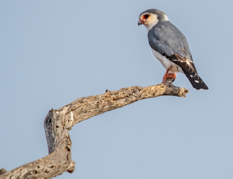 Sky Masters: The Alluring World of East African Falcons