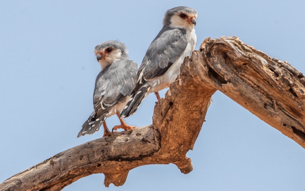 Sky Masters: The Alluring World of East African Falcons