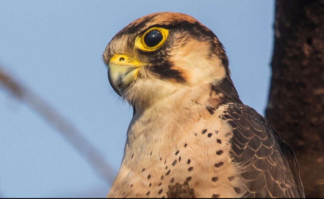 Sky Masters: The Alluring World of East African Falcons