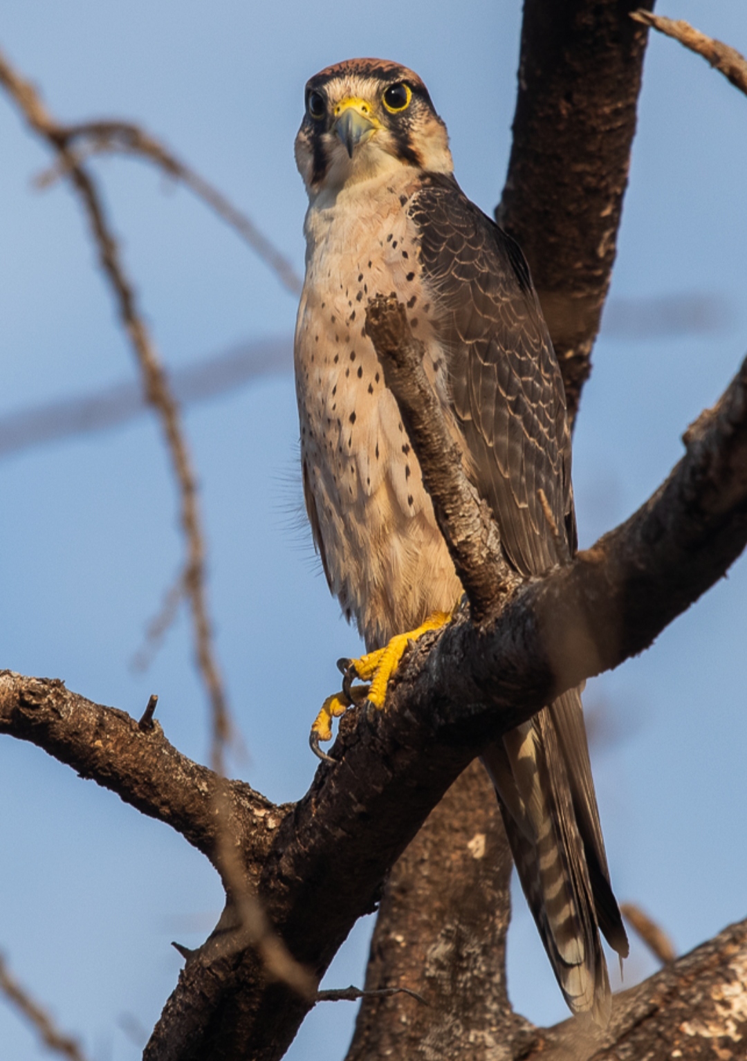 Sky Masters: The Alluring World of East African Falcons