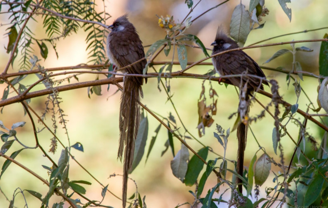 Mousebirds in Motion: Aerial Escapades Across East Africa